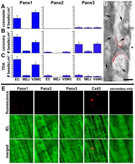 Expression Of Pannexin Isoforms In The Systemic Murine Arterial Network