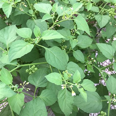 Types Of Nightshade Corona Dothome Co Kr