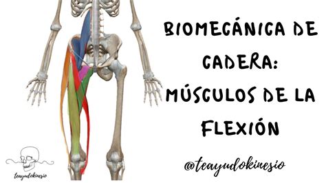 Biomecánica de cadera parte 4 Miocinética de flexión YouTube