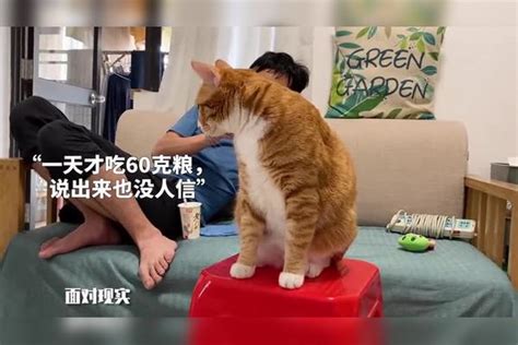 如何督促猫咪减肥从打击自信开始让它看看自己又肥又憨的模样 减肥 猫咪 模样