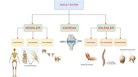 6 Sınıf Destek ve Hareket Sistemi Konu Anlatımı Fen Hocam