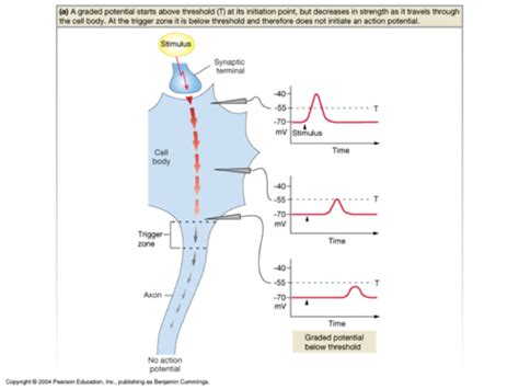 Physiology Exam Nervous System Graded Potential Action
