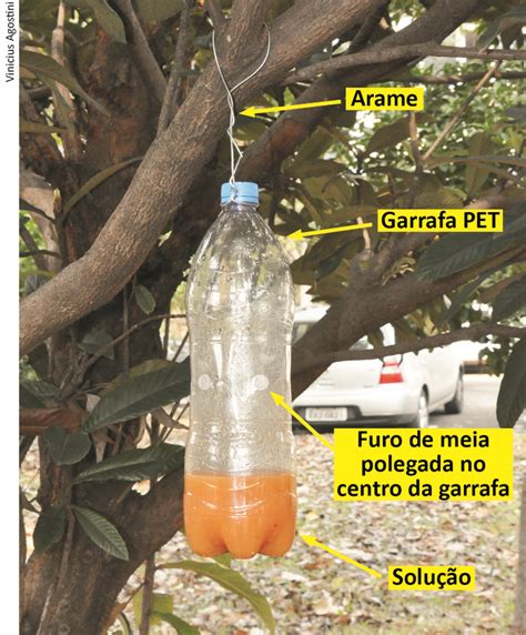 Aprenda a fazer armadilha caseira de combate à mosca das frutas