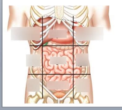 Nine Regions Of The Abdomen Diagram Quizlet