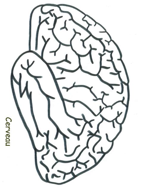 coloriage du cerveau Tête à modeler