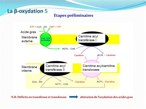 Ppt Metabolisme Des Acides Gras Powerpoint Presentation Free