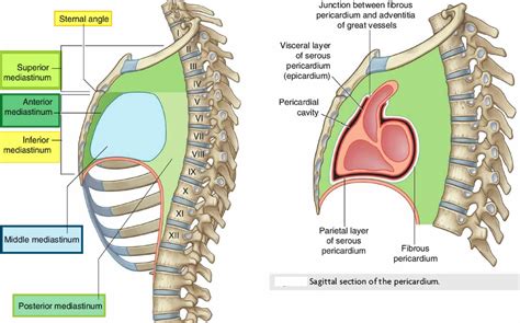 Anterior Mediastinum Contents