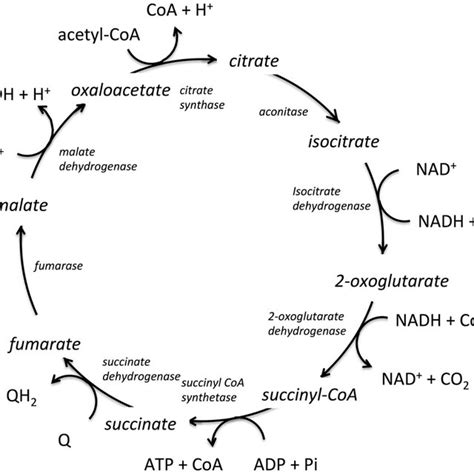Top The Cumulative Free Energy Profile Of The E Coli Tca Cycle As A