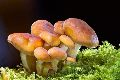Reino Fungi Concepto Tipos Ejemplos y Características