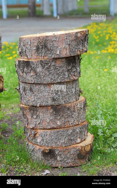 Cross Section Of Tree Trunk Showing Growth Rings Stock Photo Alamy