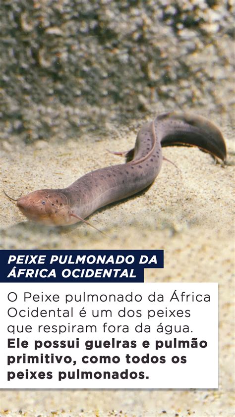 7 tipos de peixes que respiram fora da água Blog do Pescador