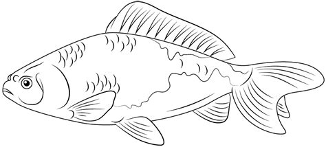 Disegni Pesci Rossi Da Colorare Per Bambini