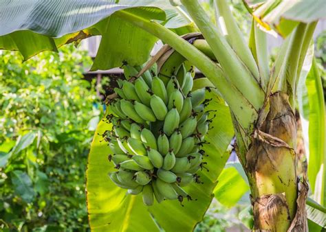 How To Grow A Banana Tree Step Into The World Of Tropical Gardening