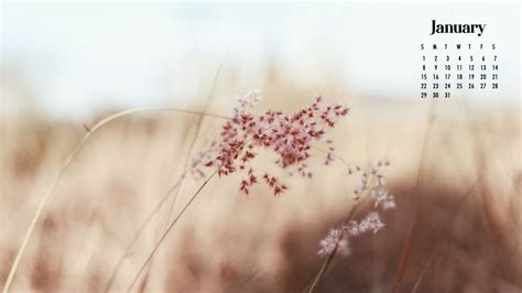 June 2024 Desktop Wallpaper Calendar Adele Antonie