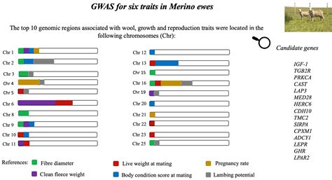 genes free full text genomic regions associated with wool growth and reproduction traits in