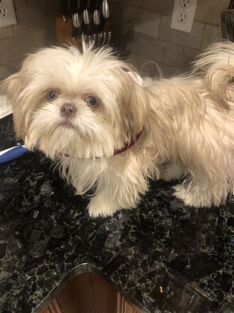Shih Tzu Puppies For Sale Winston Salem NC 317698