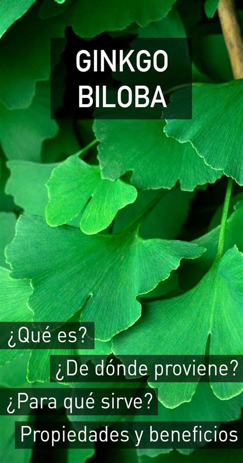 Ginkgo Biloba Propiedades Beneficios Para La Salud Efectos