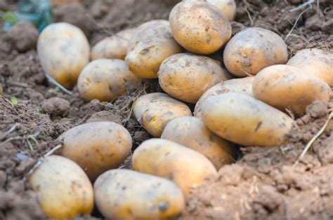 Quand Et Comment Planter Les Pommes De Terres Les Astuces Pour