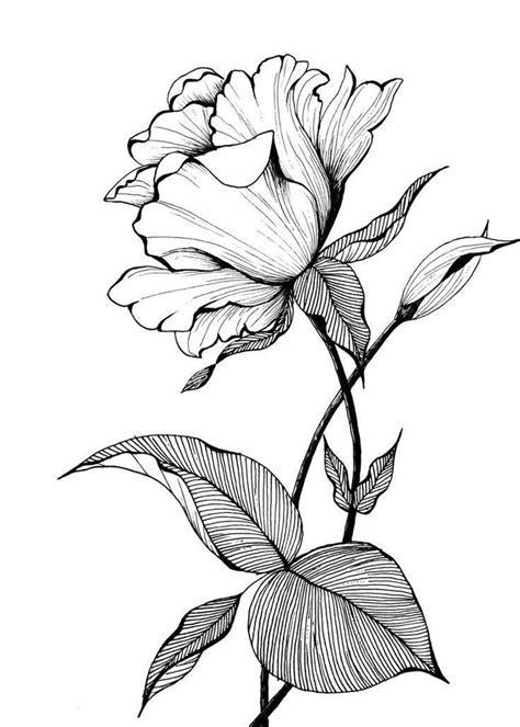 Pin By Pussy Sad On Der Fühllehre In 2023 Flower Art Drawing Flower Sketches Line Art Drawings