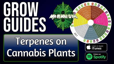 Terpenes On Cannabis Plants Grow Guides Episodes 31 YouTube
