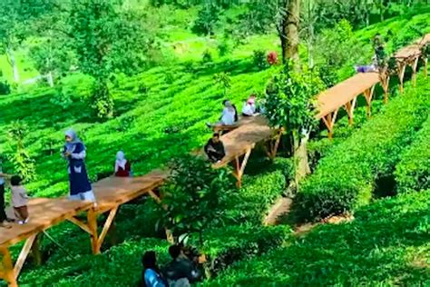 Wisata Bogor Terbaru 2022 Tea Bridge Gunung Mas Puncak Segini Harga