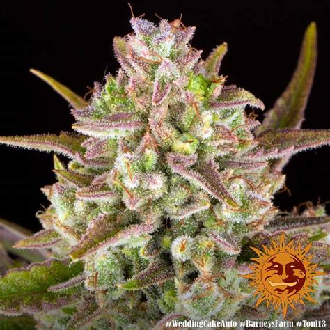 WEDDING CAKE AUTO Autoflowering Cannabis Seeds BARNEYS FARM