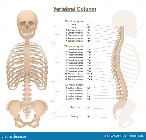 Vertebral Column Backbone Spine Labeled Chart Vector Illustration