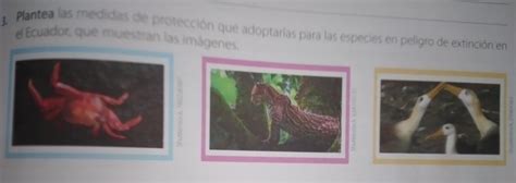 3 Plantea las medidas de protección que adoptarías para las especies