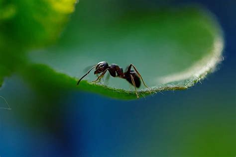 Recette Maison Pour Tuer Des Fourmis Ventana Blog