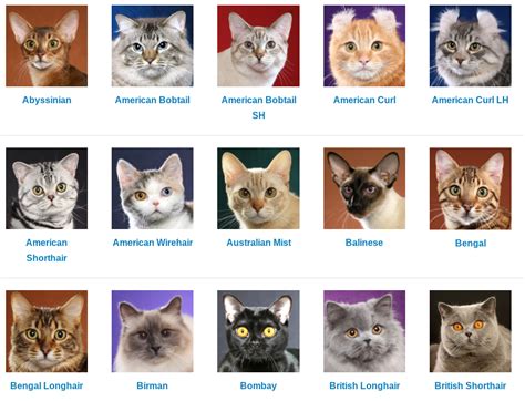 Cat Breeds How To Identify Cat Breeds By Pictures TopPetShop