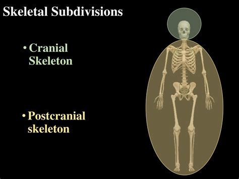Ppt Osteology The Study Of Bone Anatomical Terminology And Basic