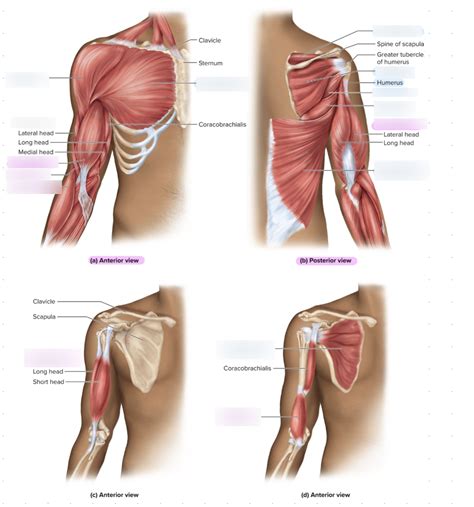 Muscles Of The Shoulder Diagram Quizlet