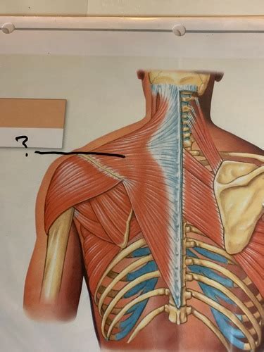 Posterior View Muscles That Position Pectoral Girdle Flashcards Quizlet