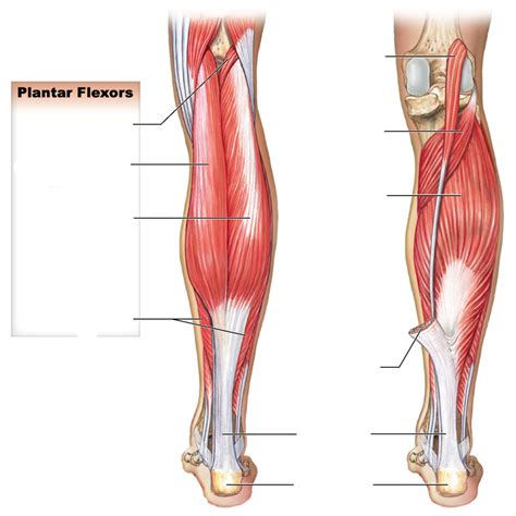 Posterior Leg Muscles Superficial Diagram Quizlet