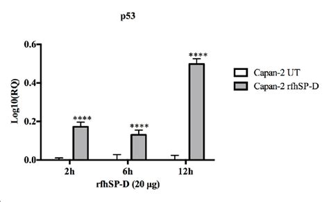 Relative Quantification RQ Of P53 MRNA Expression In Capan 2 Cell