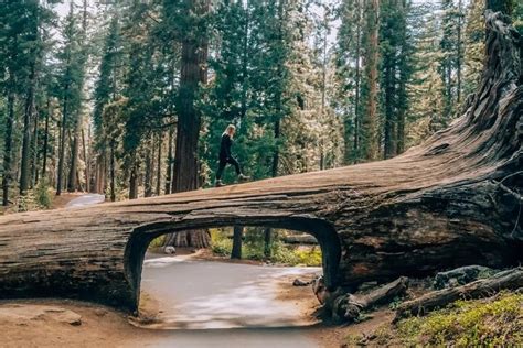Tripadvisor セコイア国立公園とキングス キャニオン国立公園でのキャンプ ツアー 6 月 9 12 日提供元