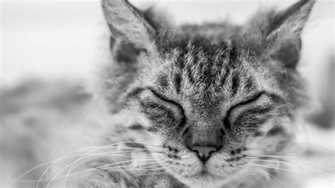Cuántos años vive un gato LaPerm Blog de ADOPTA un Animal