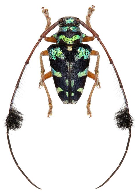 Cerambycidae Species Details