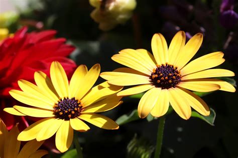 Fleurs Le Printemps Jardin Photo Gratuite Sur Pixabay Pixabay