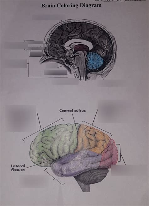 Brain Labeling Diagram Quizlet