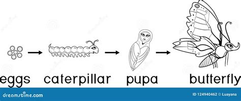 Complete Metamorphosis With All Life Development Cycle Stages Outline