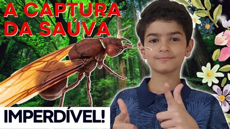 Nova Revoada De Formigas A Captura Da Rainha Sa Va Youtube