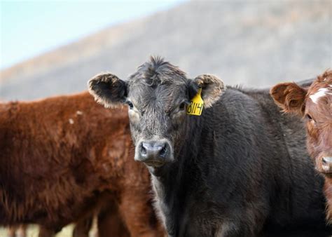 Antibiotics Tips For Choosing The Right Treatment For Beef Cattle