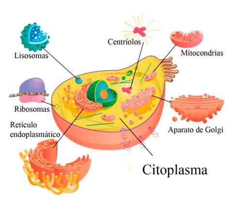 Partes de la célula Significados