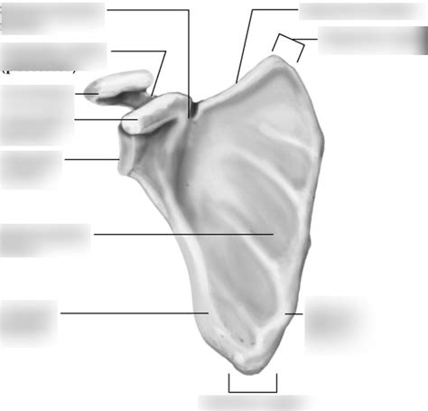 Scapula Anatomy Diagram Quizlet