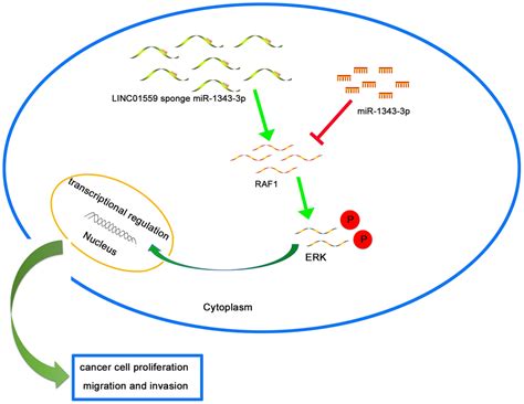Long Noncoding RNA LINC01559 Promotes Pancreatic Cancer Progression By