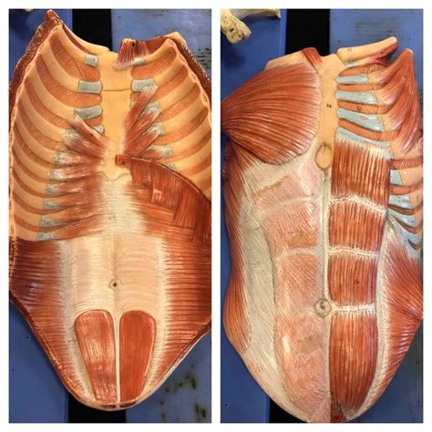 Abdominal Muscles Diagram Quizlet