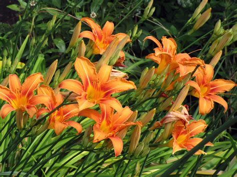 Bakgrundsbilder blomma blommor daylily blommande växt crocosmia