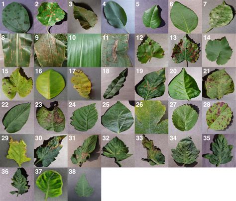 plant leaf disease detection and classification using