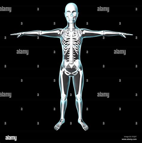 X Ray Of Body